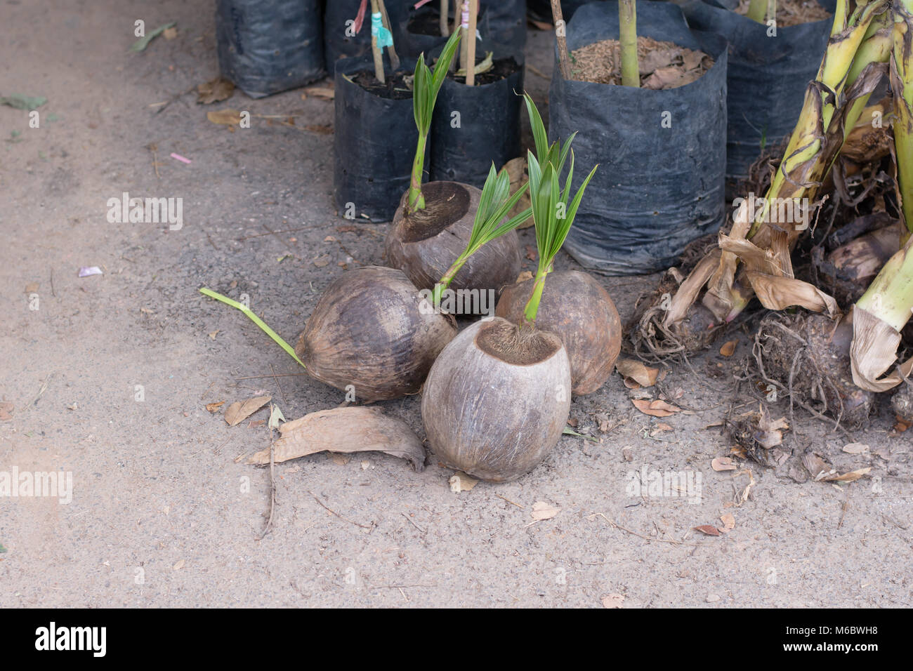 Sprout coconut tree hi-res stock photography and images - Alamy