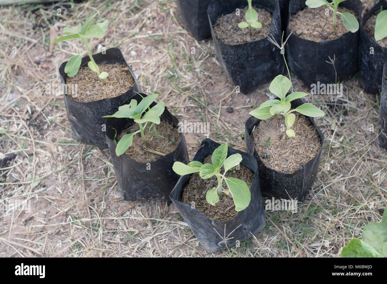 Seedlings in the spring on the terrace. Flower seedling Stock Photo - Alamy
