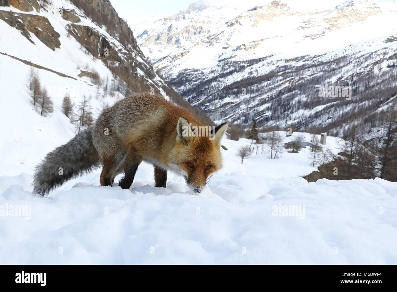 Red fox into the snow Stock Photo - Alamy