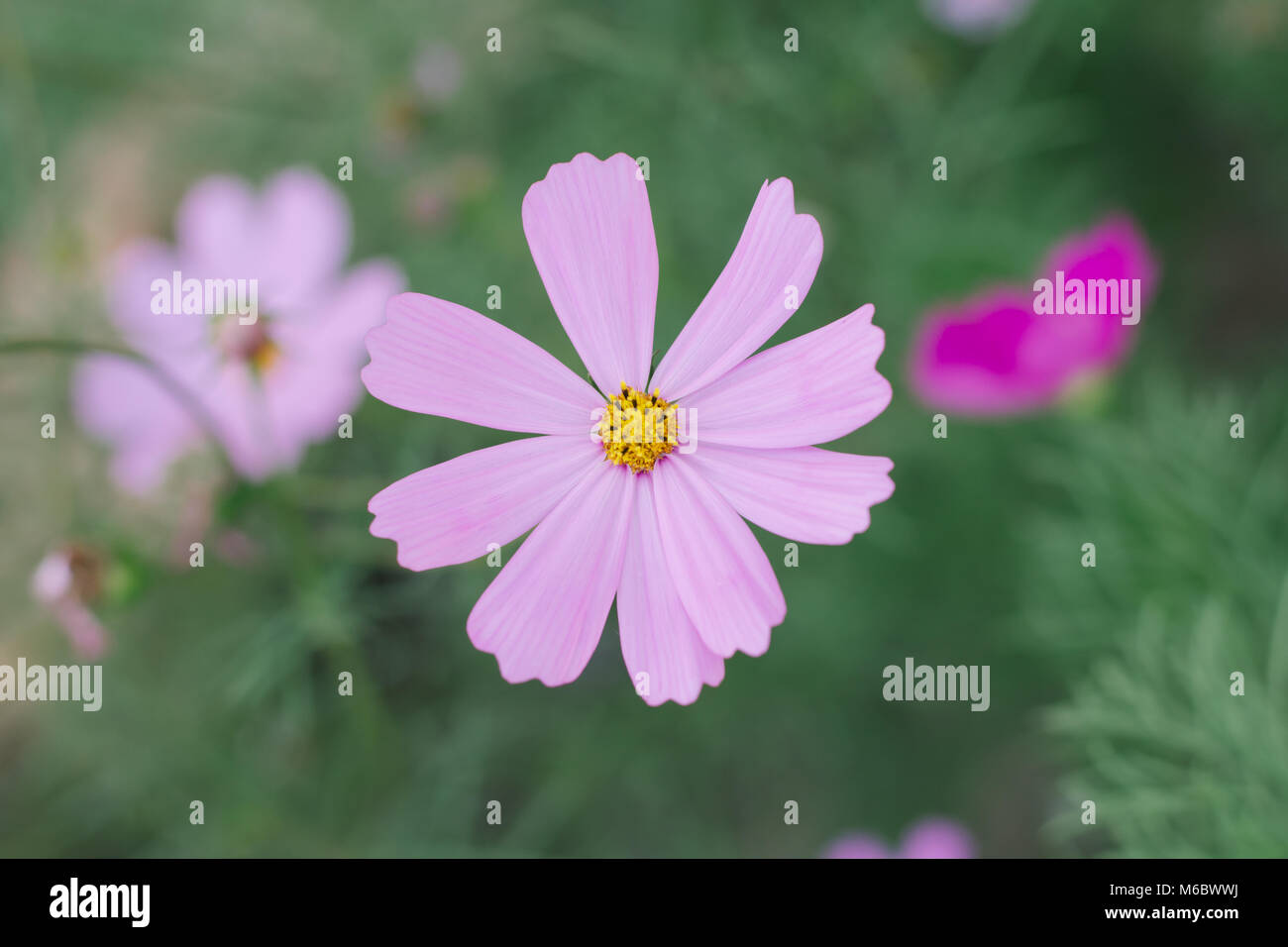 Pink cosmos flower (Cosmos Bipinnatus) background Stock Photo - Alamy