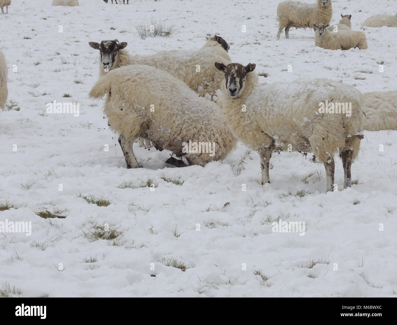 Sheep in the snow during Storm Emma 2018 Stock Photo - Alamy