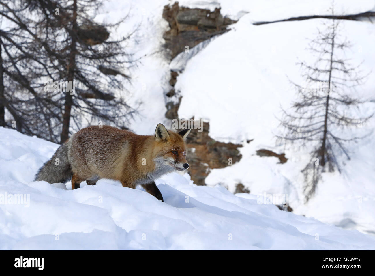 Red fox into the snow Stock Photo - Alamy