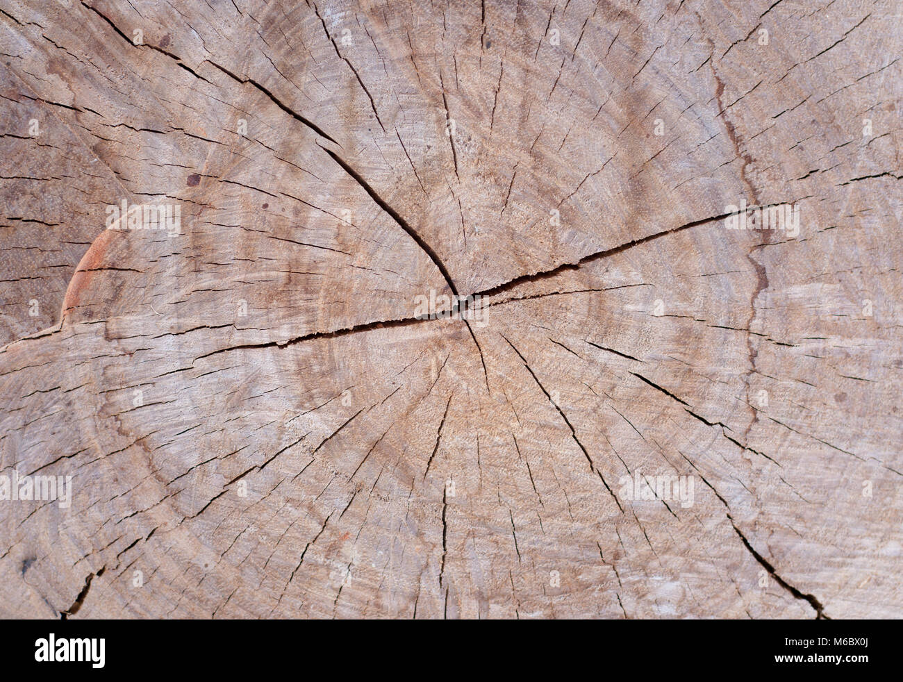 Tree timber texture for background Stock Photo - Alamy