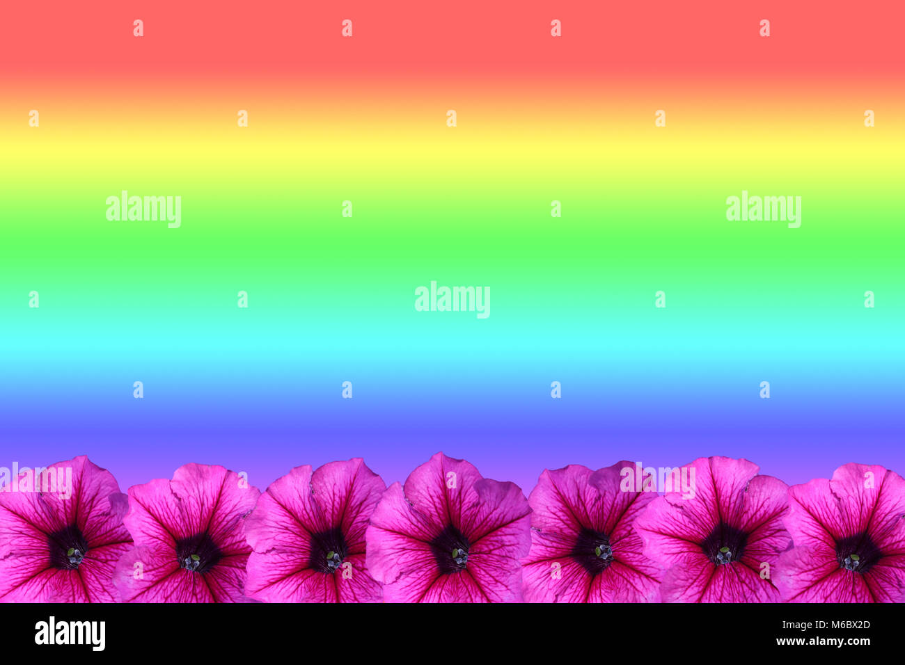 Petunia flower frame on rainbow background Stock Photo - Alamy