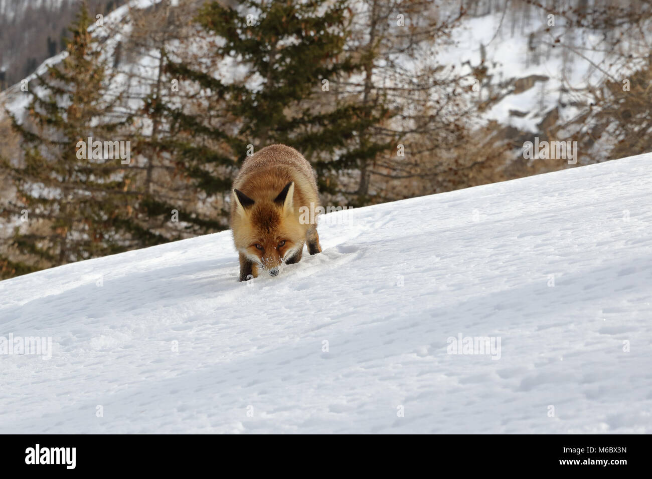 Fox head snow hi-res stock photography and images - Alamy
