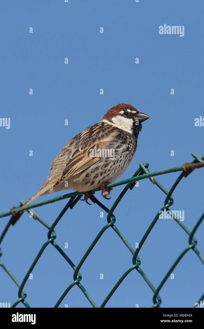 Spanish sparrow bird hi-res stock photography and images - Alamy