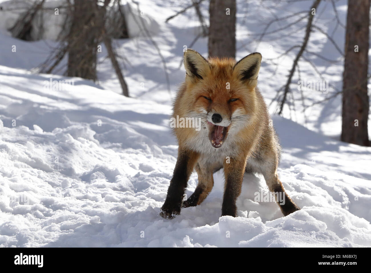 Red fox friendly animal photo hi-res stock photography and images - Alamy