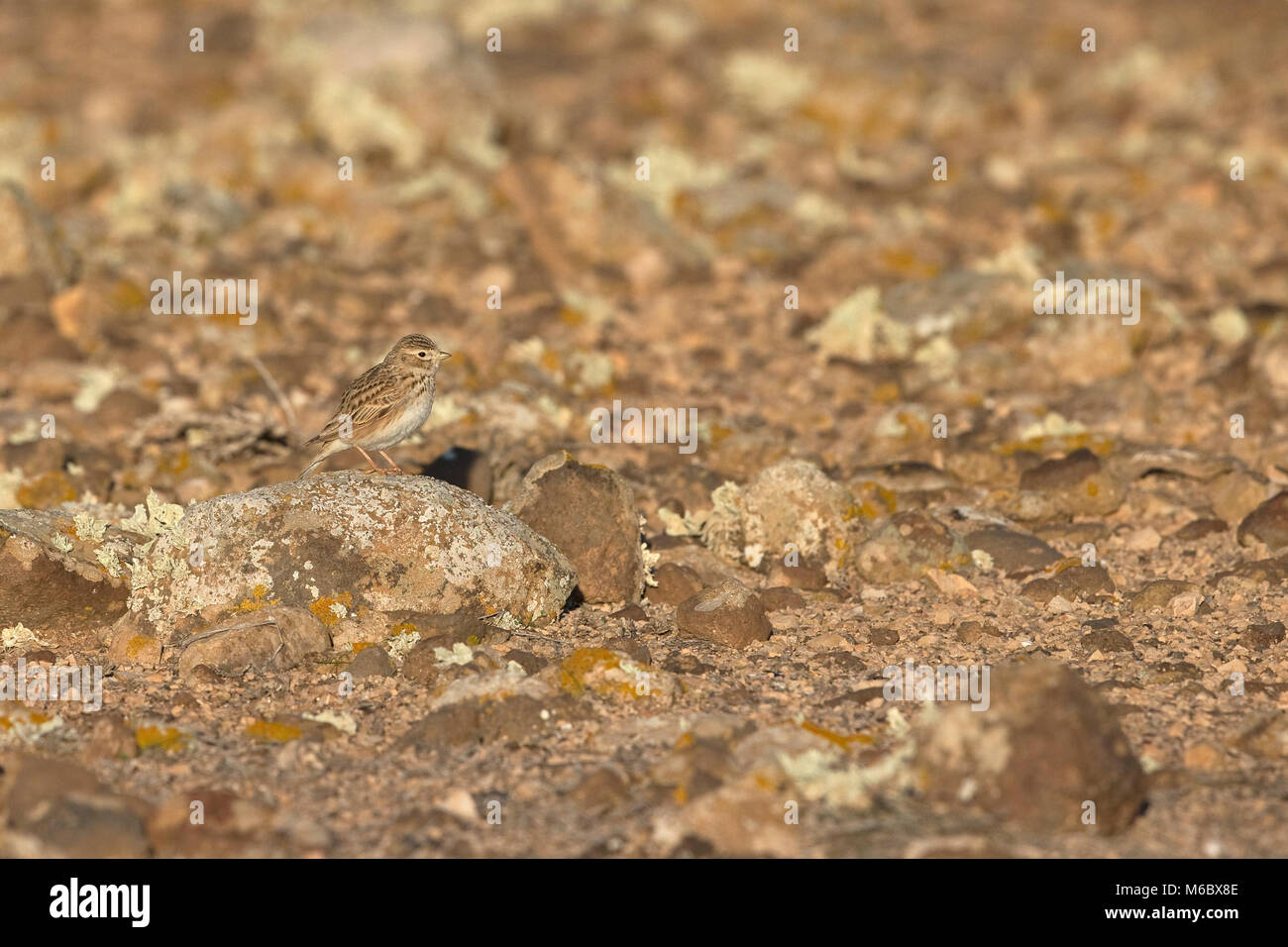 Lesser Short-toed Lark (Calandrella rufescens polatzeki Stock Photo - Alamy