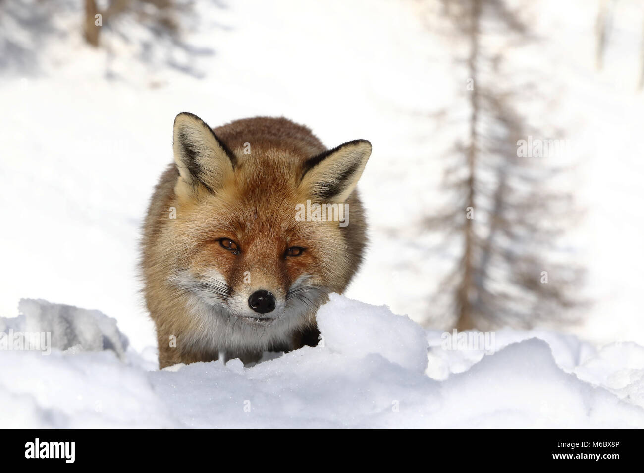Red fox into the snow Stock Photo - Alamy
