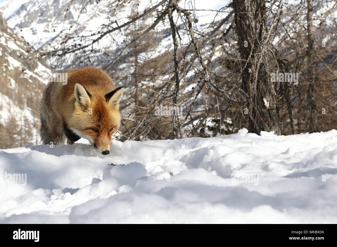 Red fox into the snow Stock Photo - Alamy