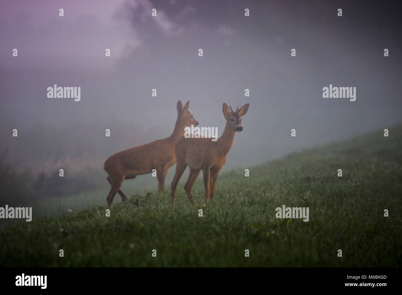 Deerseason hi-res stock photography and images - Alamy