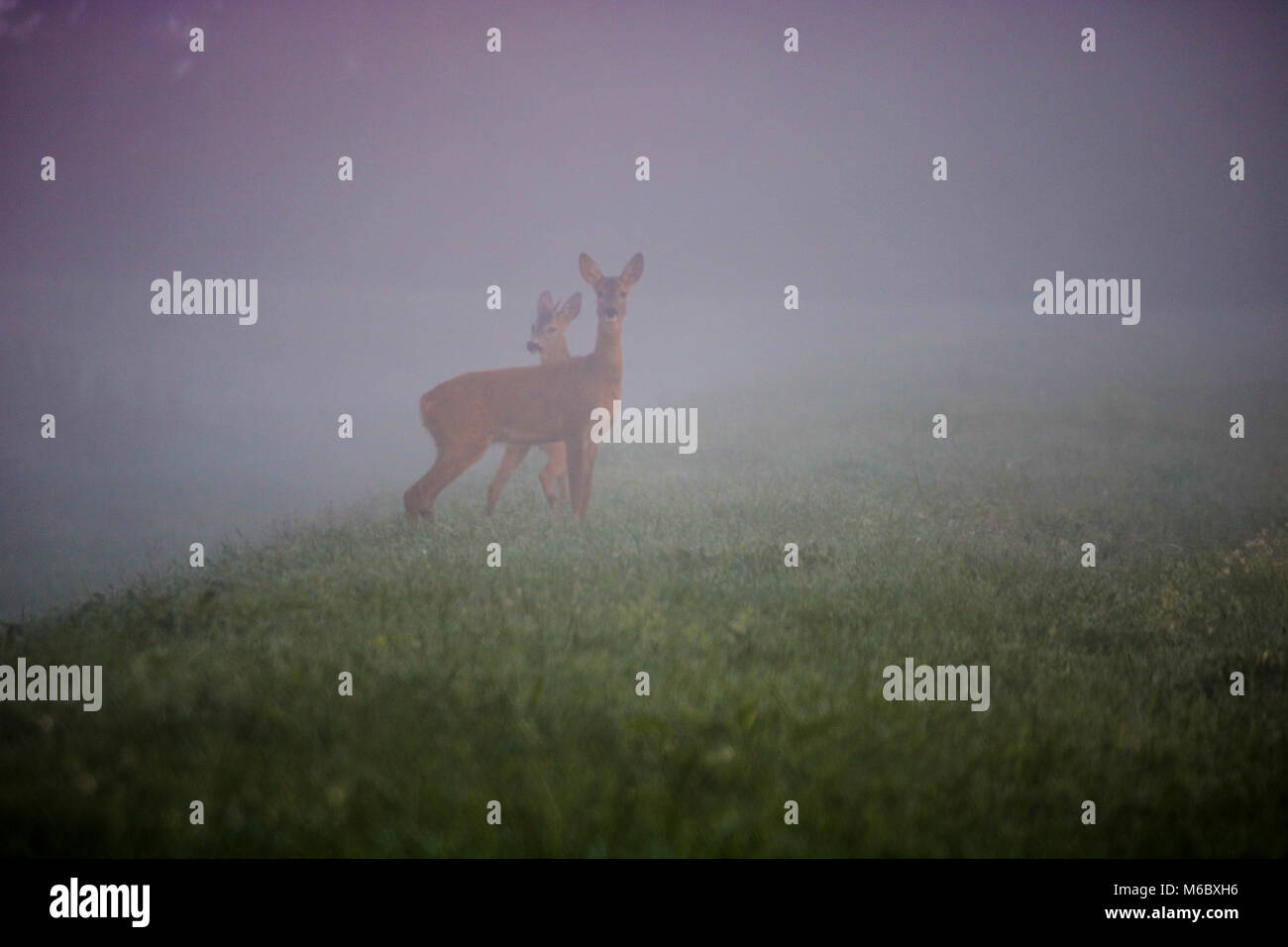 Deerseason hi-res stock photography and images - Alamy