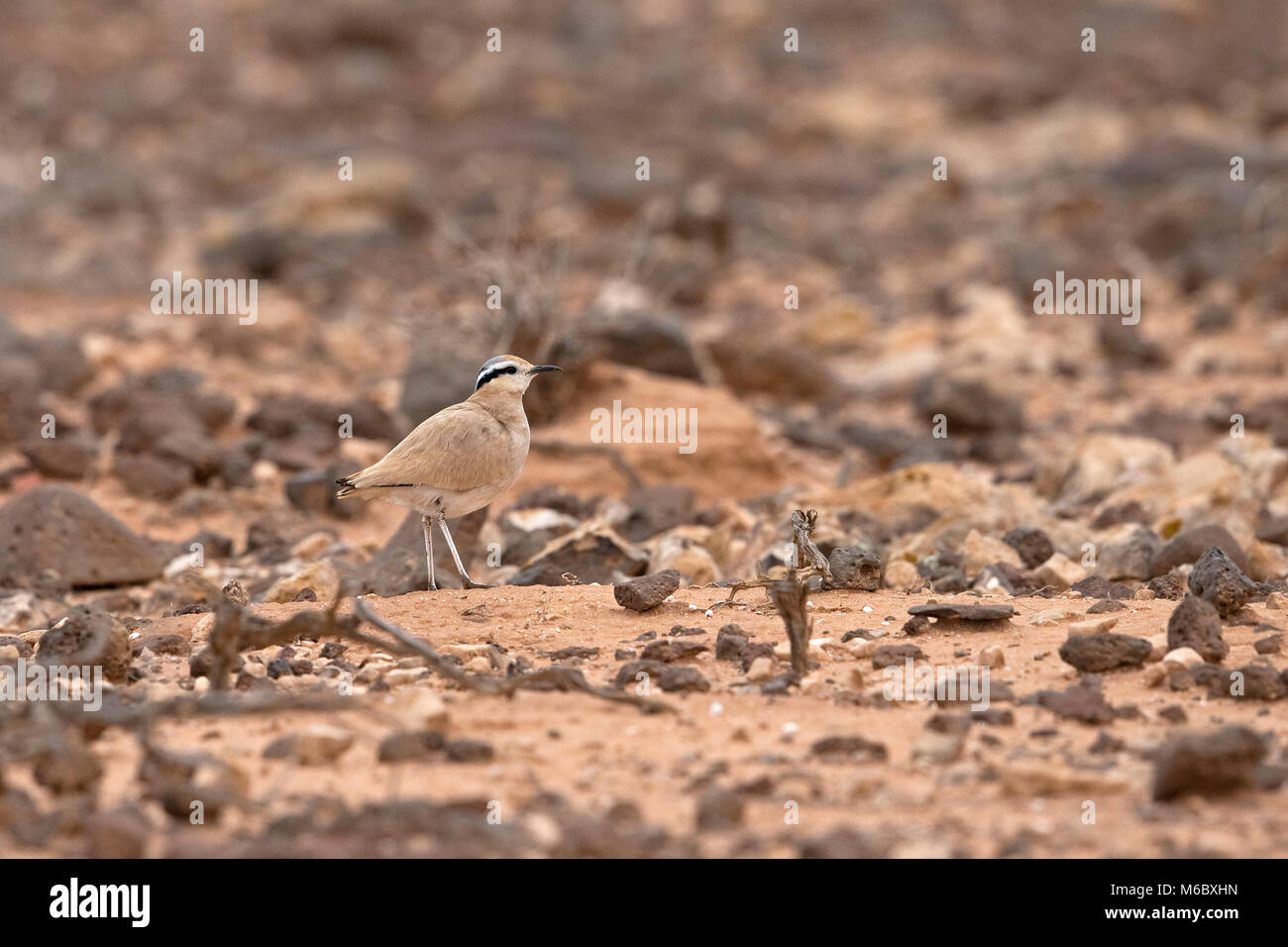Cream-colored Courser (Cursorius cursor cursor Stock Photo - Alamy