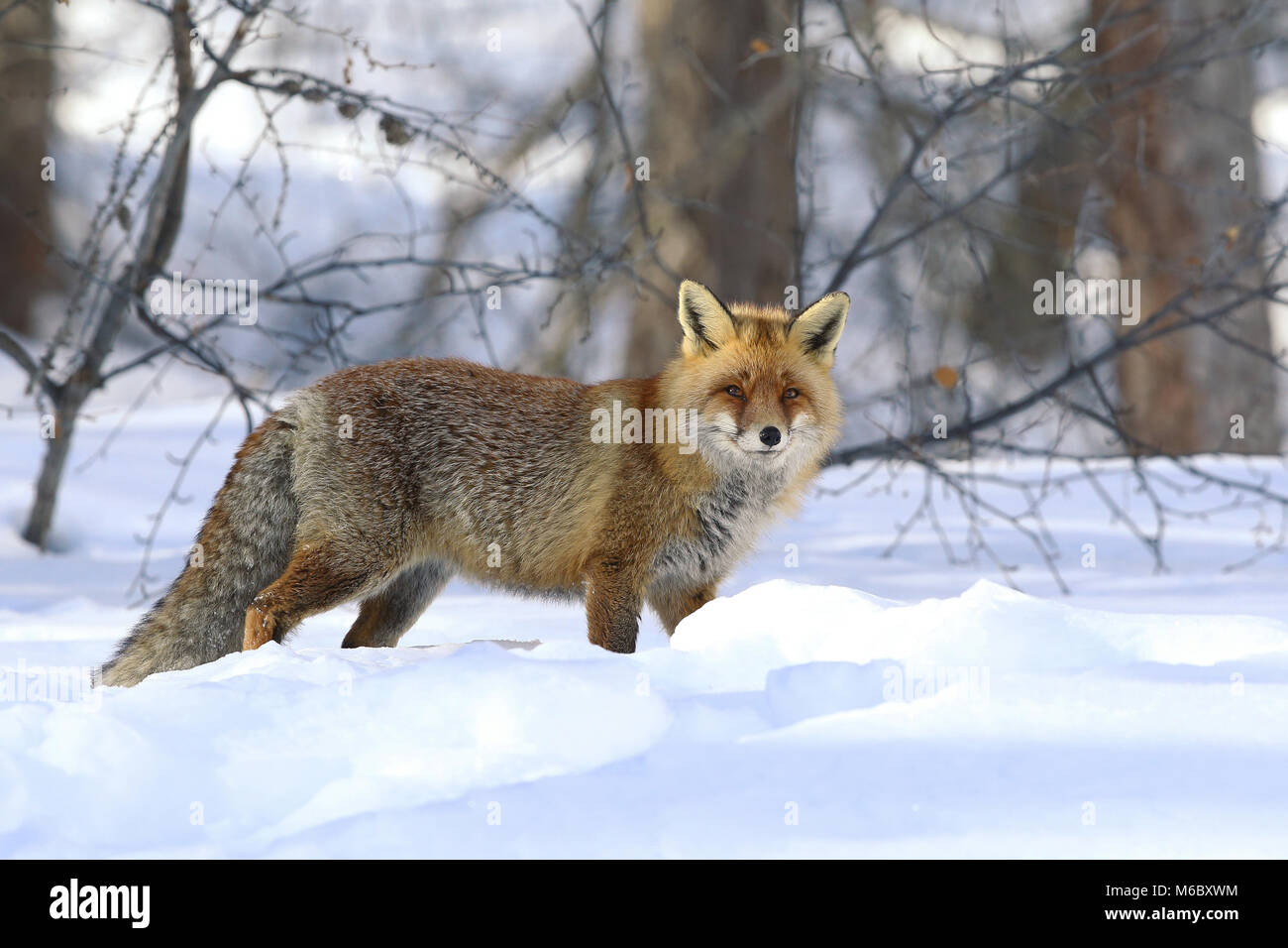 Red fox into the snow Stock Photo - Alamy