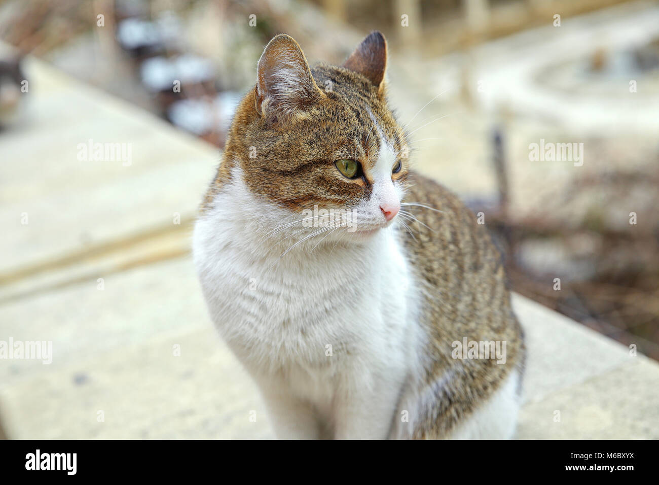 Grey and white cat. Azerbaijan, Baku : Arcades and religious burial ...