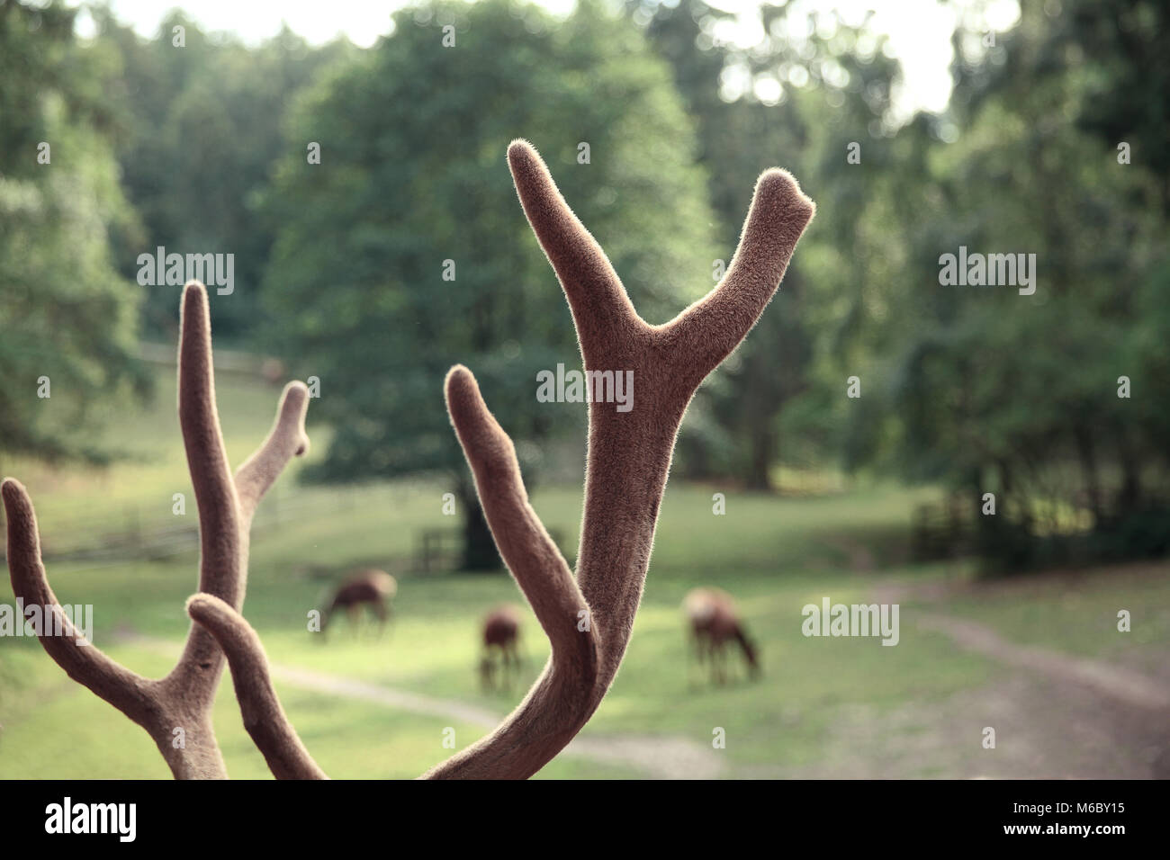 Fluffy elk horns in soft green background Stock Photo - Alamy