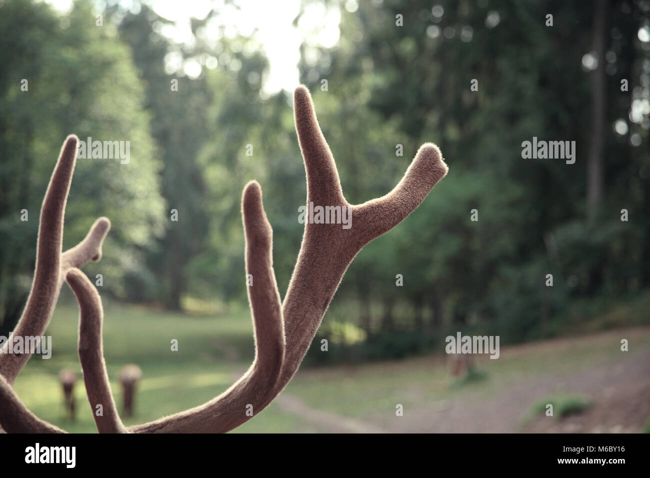 Fluffy elk horns in soft green background Stock Photo - Alamy