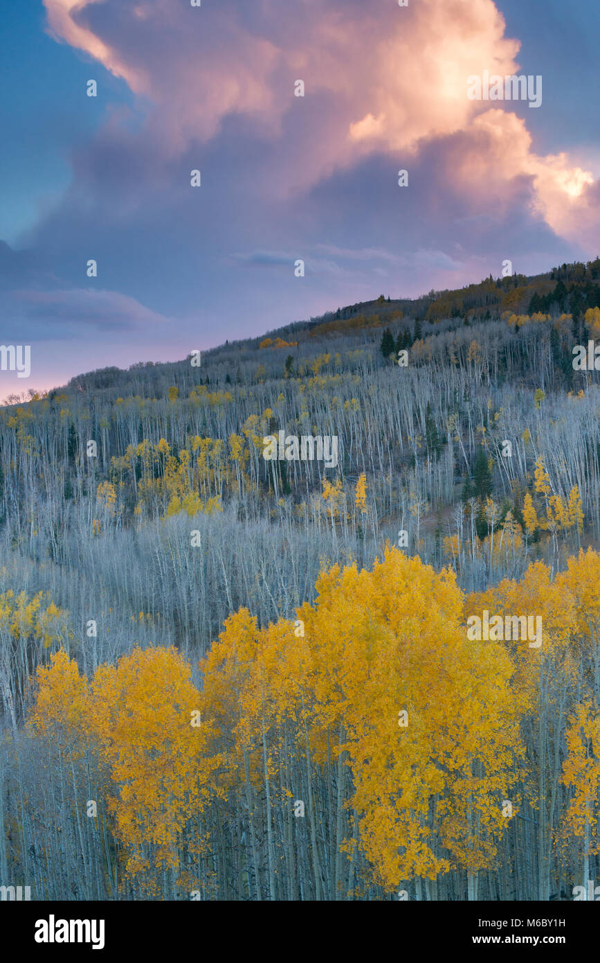 Sunset, Aspen, Populus tremuloides, Dixie National Forest, Utah Stock ...