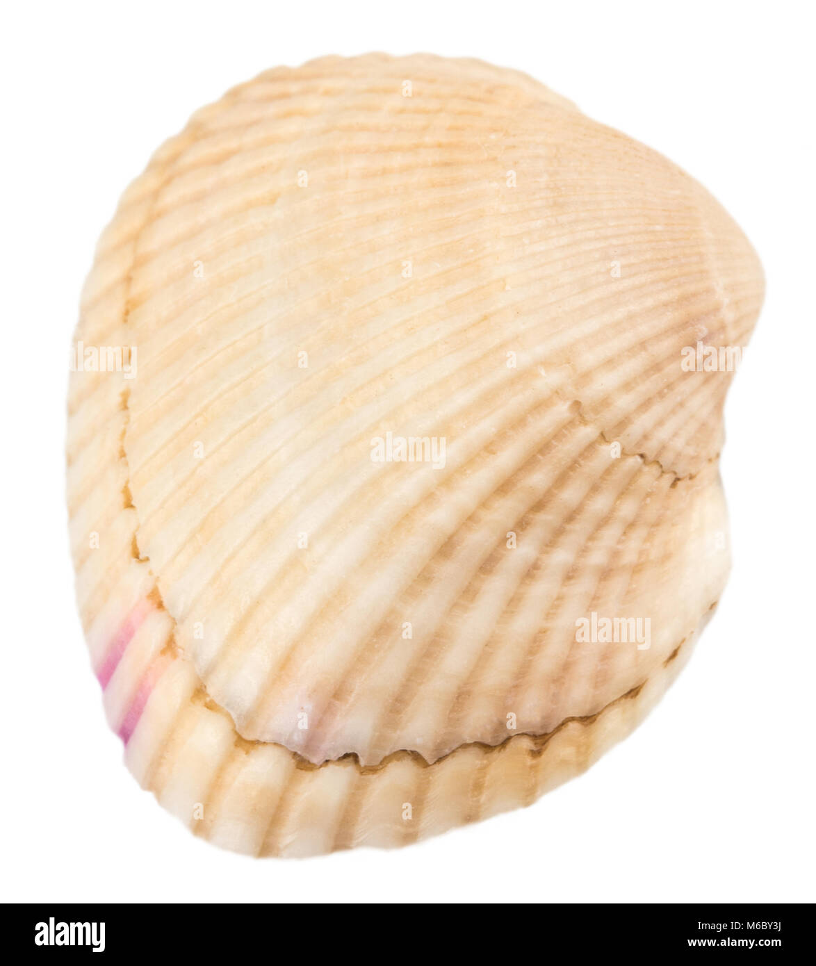 Shellfish aquaculture Cut Out Stock Images & Pictures - Alamy
