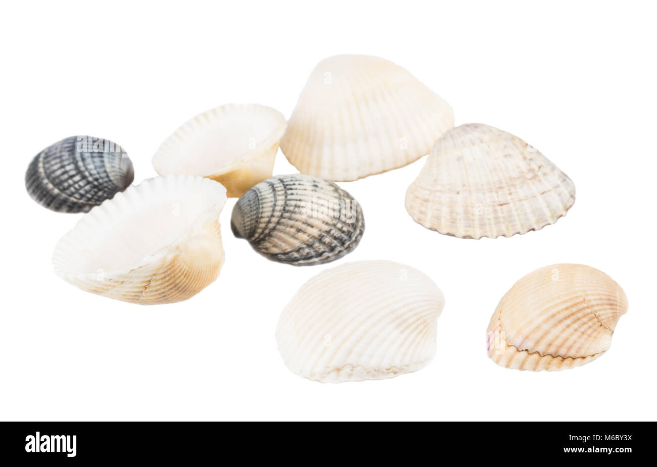Collection of seashells isolated on white background Stock Photo - Alamy