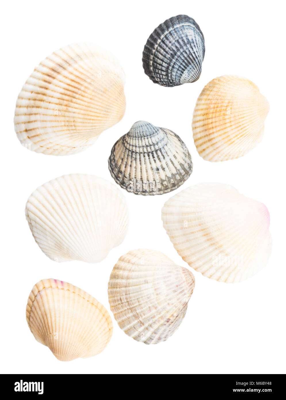 Collection of seashells isolated on white background Stock Photo - Alamy