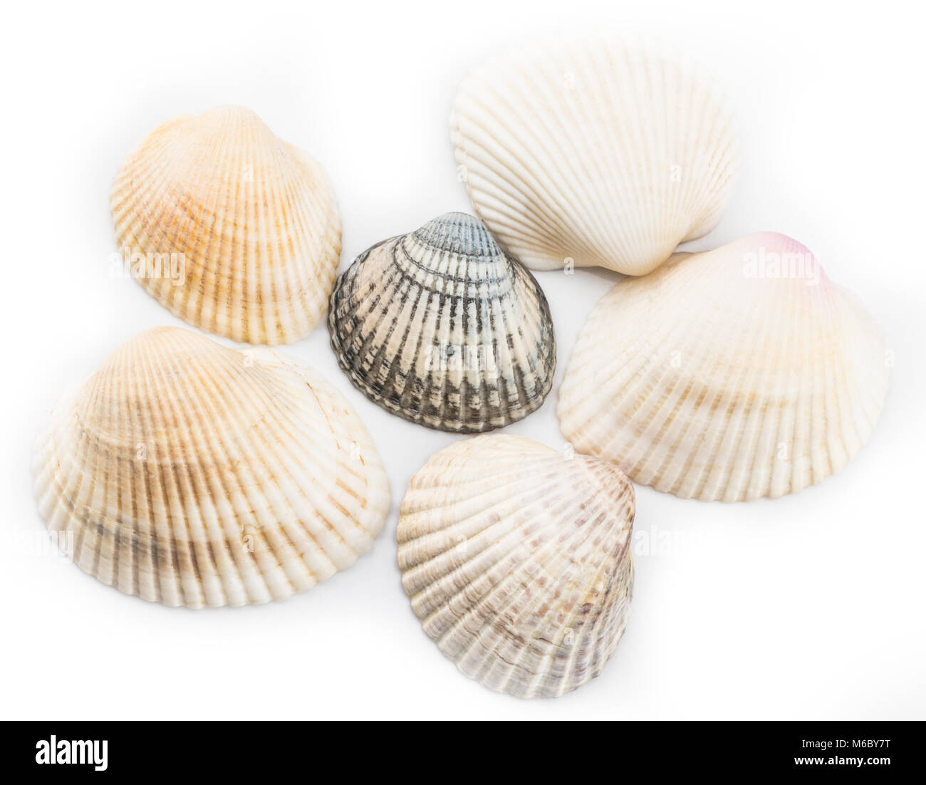 Collection of seashells isolated on white background Stock Photo - Alamy