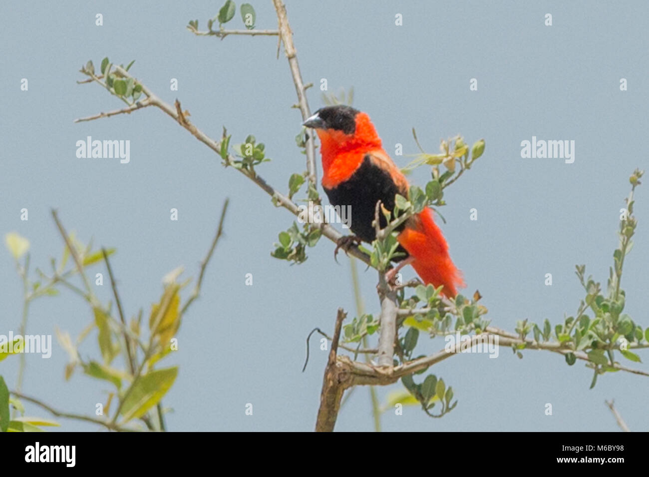 Orange bishop hi-res stock photography and images - Alamy