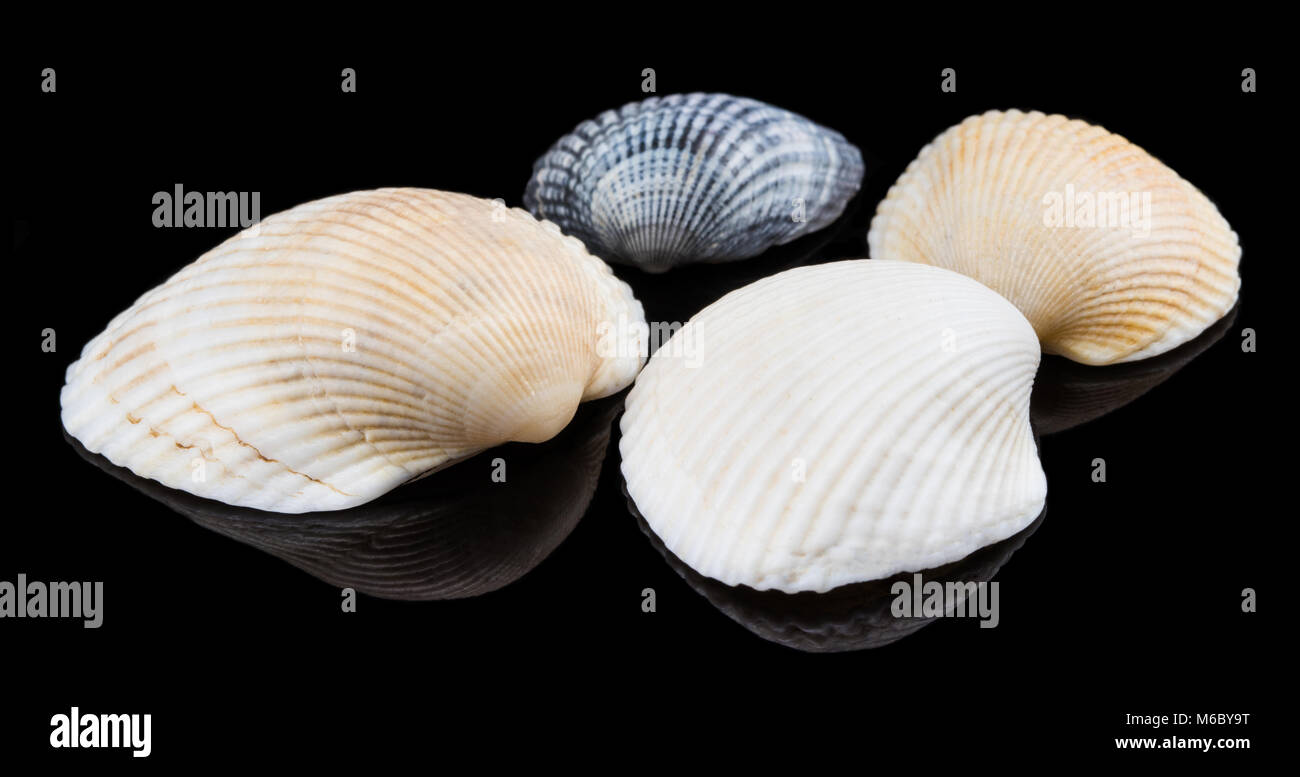 Sea Shells on black background. Close up Stock Photo - Alamy