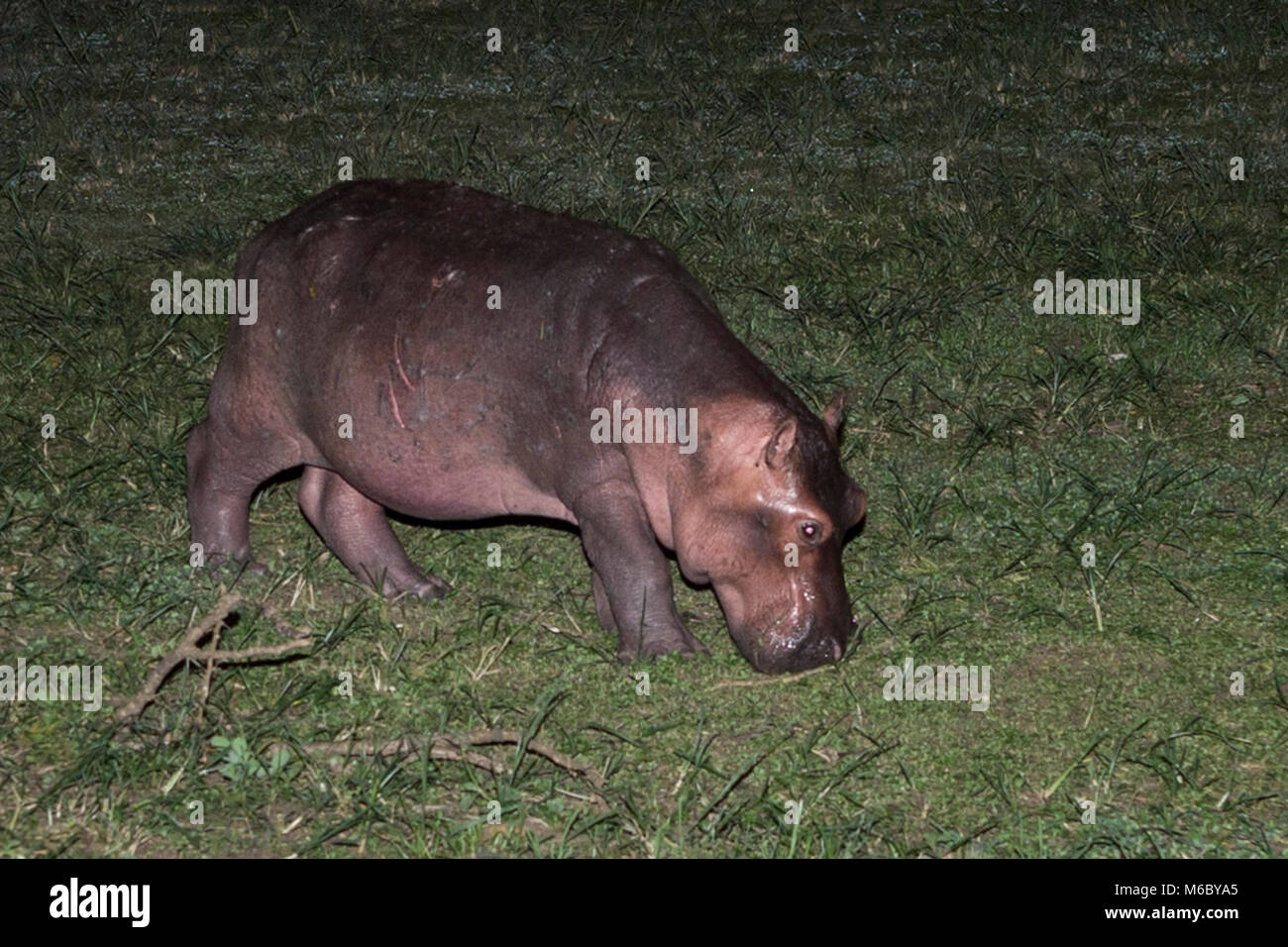 Young hippo eat hi-res stock photography and images - Alamy