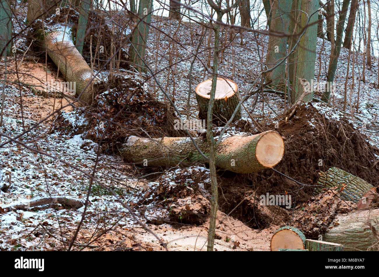 felled trees, deforestation, stumps of felled trees, felled tree trunk ...