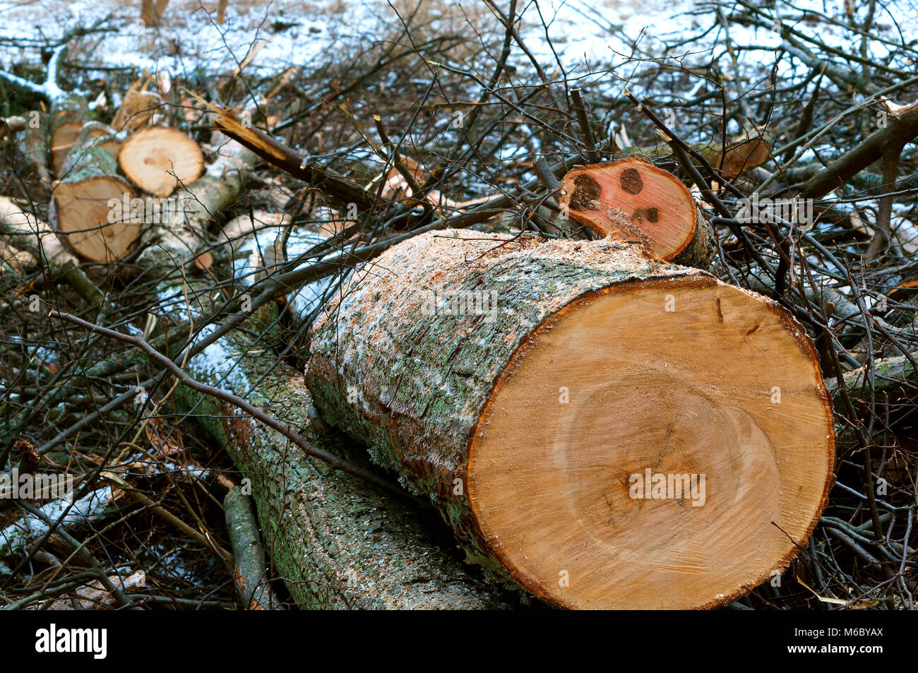 felled trees, deforestation, stumps of felled trees, felled tree trunk ...