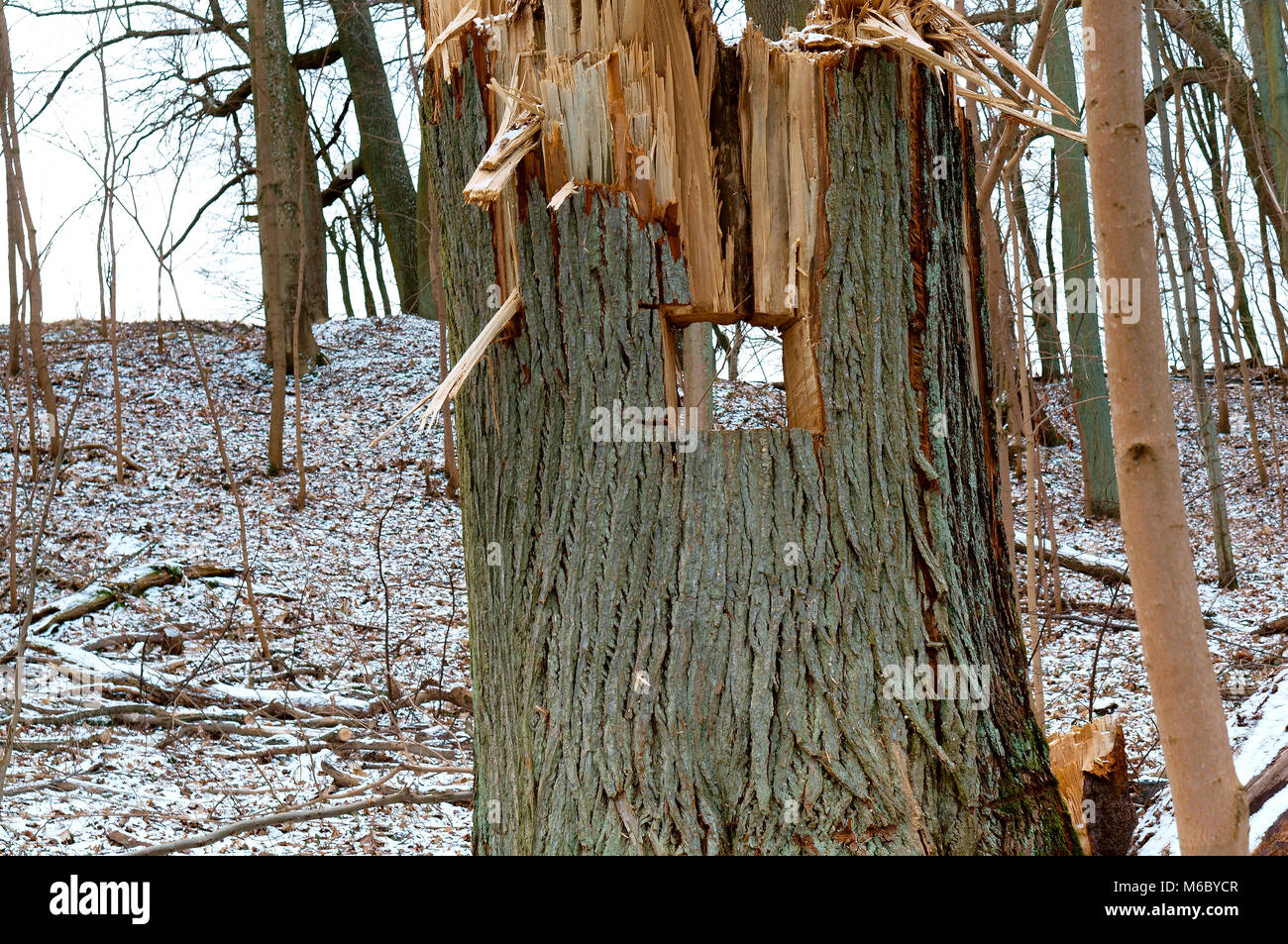 felled trees, deforestation, stumps of felled trees, felled tree trunk ...