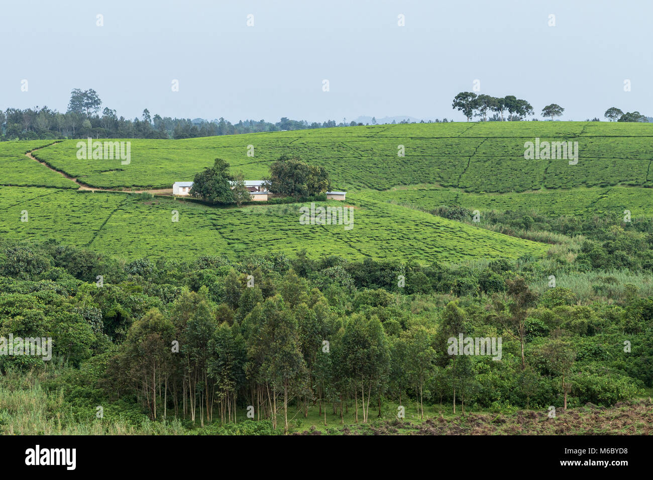 Tea Plantation Fort Portal near Kimbale National Park south-west Uganda ...