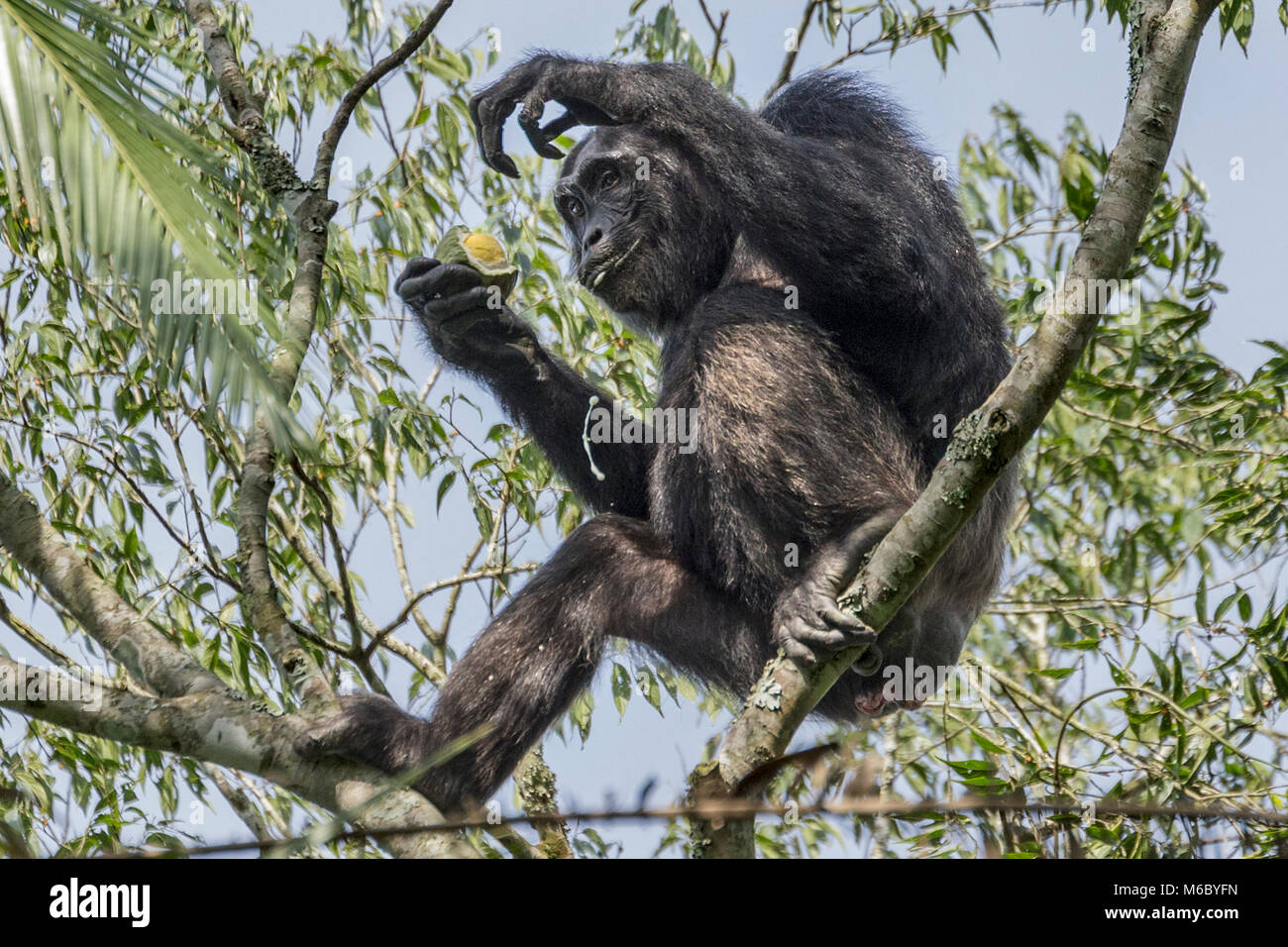 Female Chimpanzee eating fig Kimbale Forest National Park Uganda Africa ...