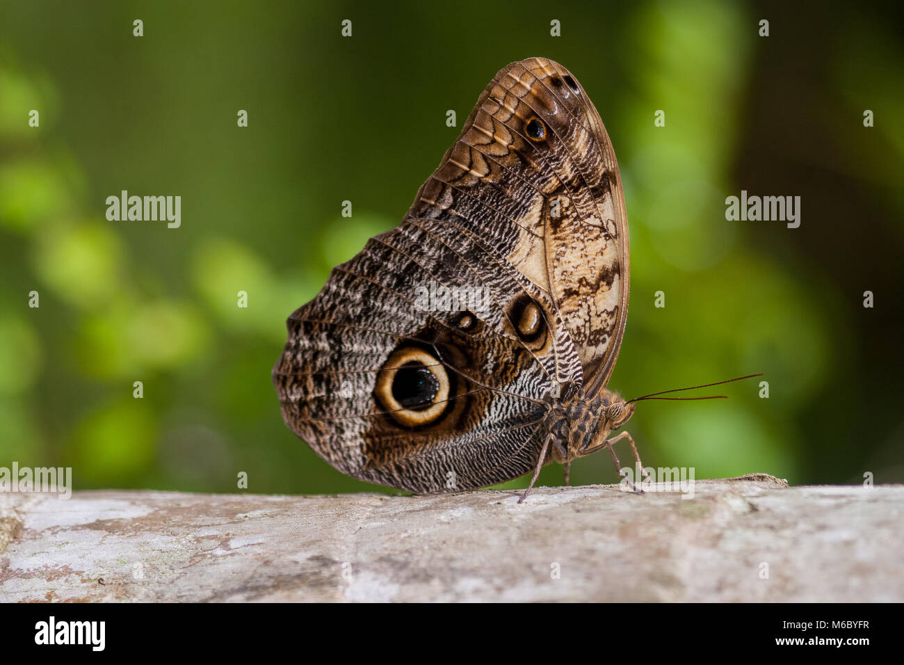 Insect butterfly zoology wings hi-res stock photography and images - Alamy