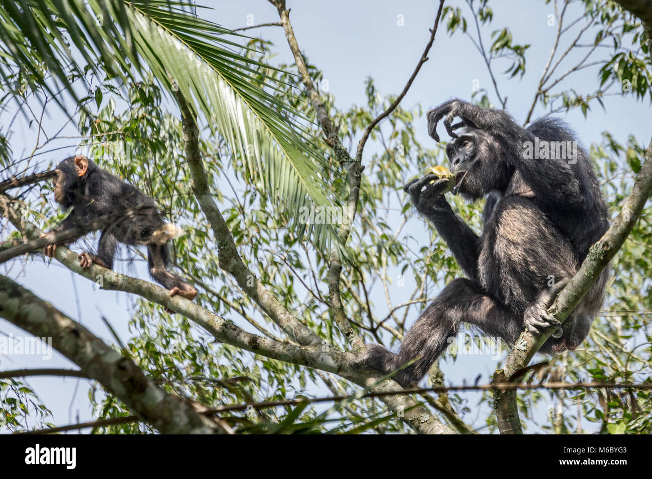Mother eating fig and infant Chimpanzee Kimbale Forest National Park ...