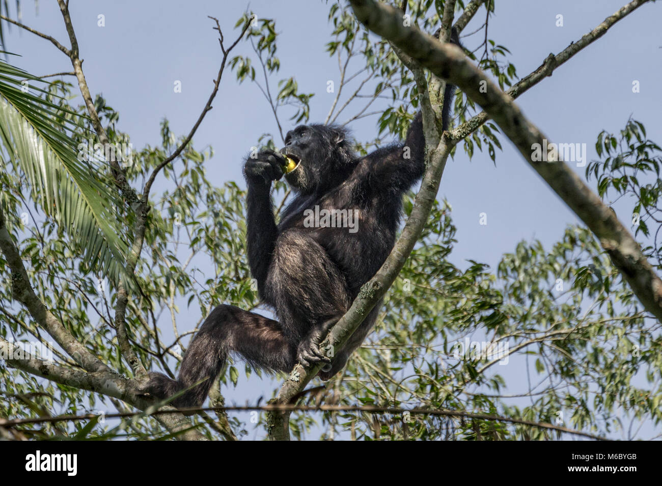 Female Chimpanzee eating fig Kimbale Forest National Park Uganda Africa ...