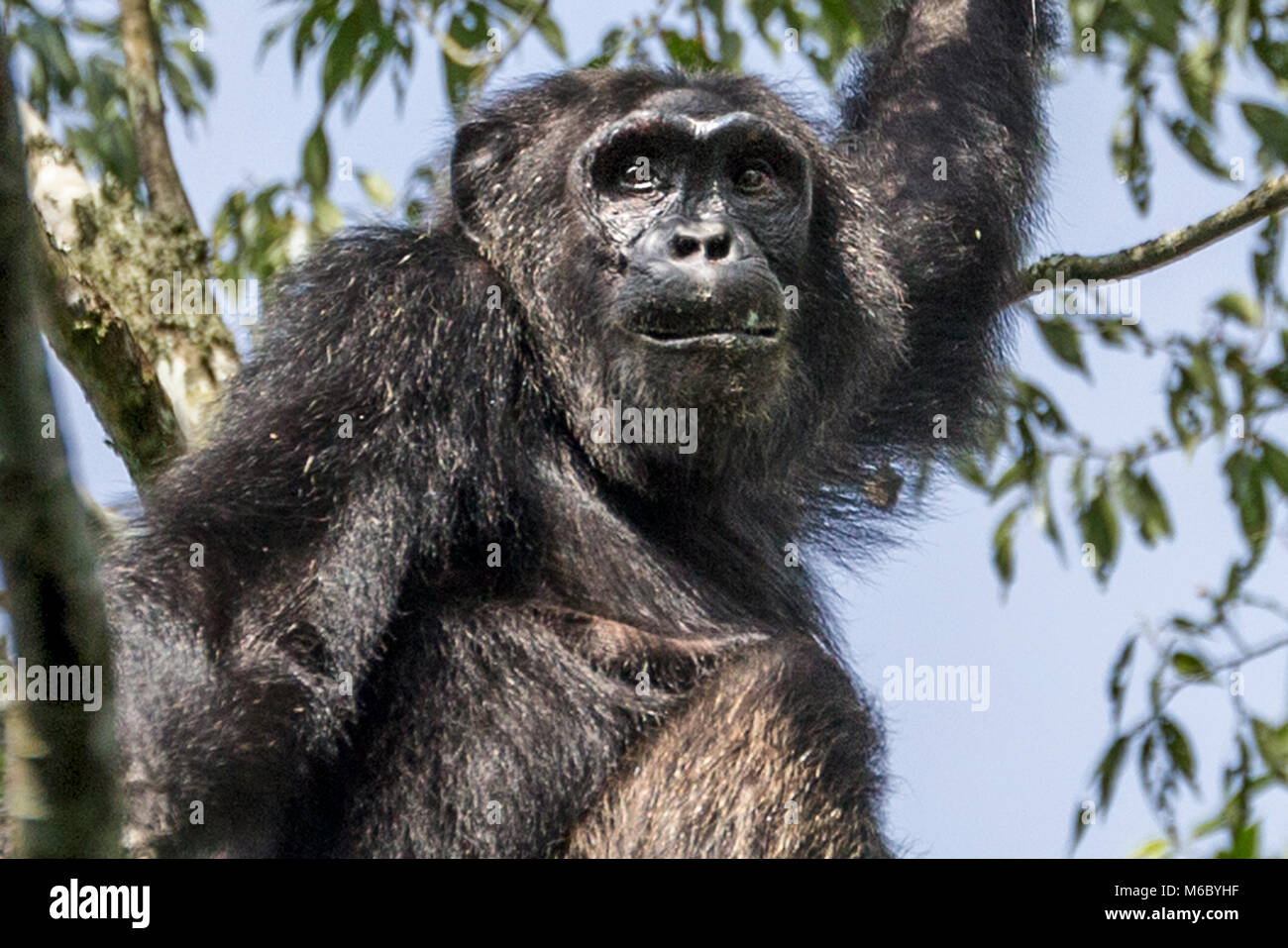 Chimpanzee perched in tree Kimbale Forest National Park Uganda Africa ...