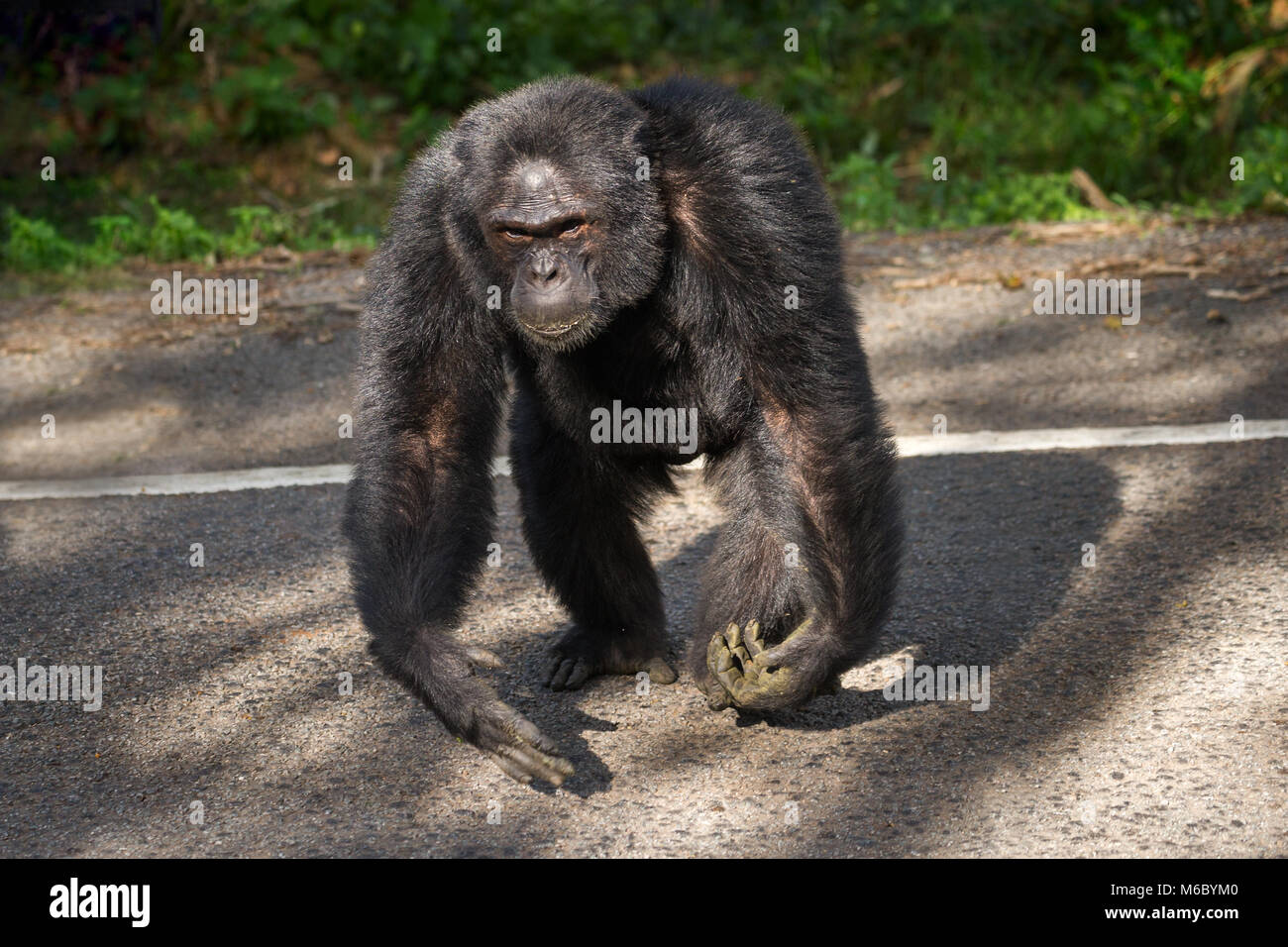 Alpha male Chimpanzee crossing road near visitor Kimbale Forest ...