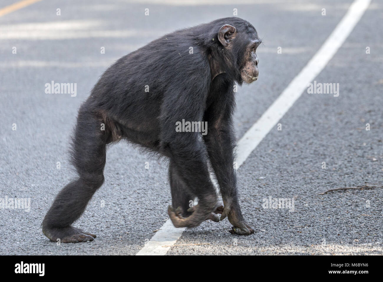 Alpha male Chimpanzee crossing road Kimbale Forest National Park Uganda ...