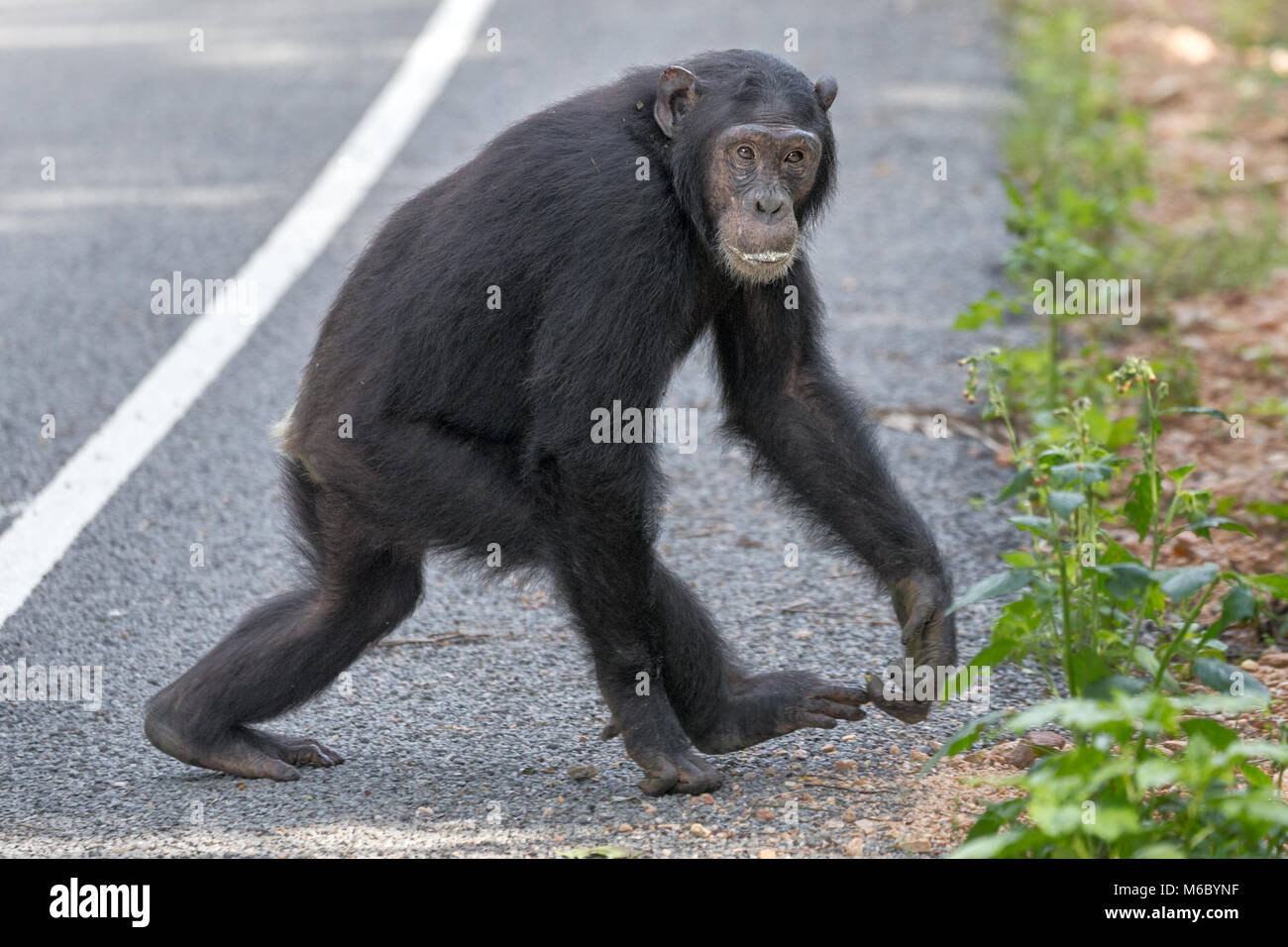 Alpha male Chimpanzee crossing road Kimbale Forest National Park Uganda ...