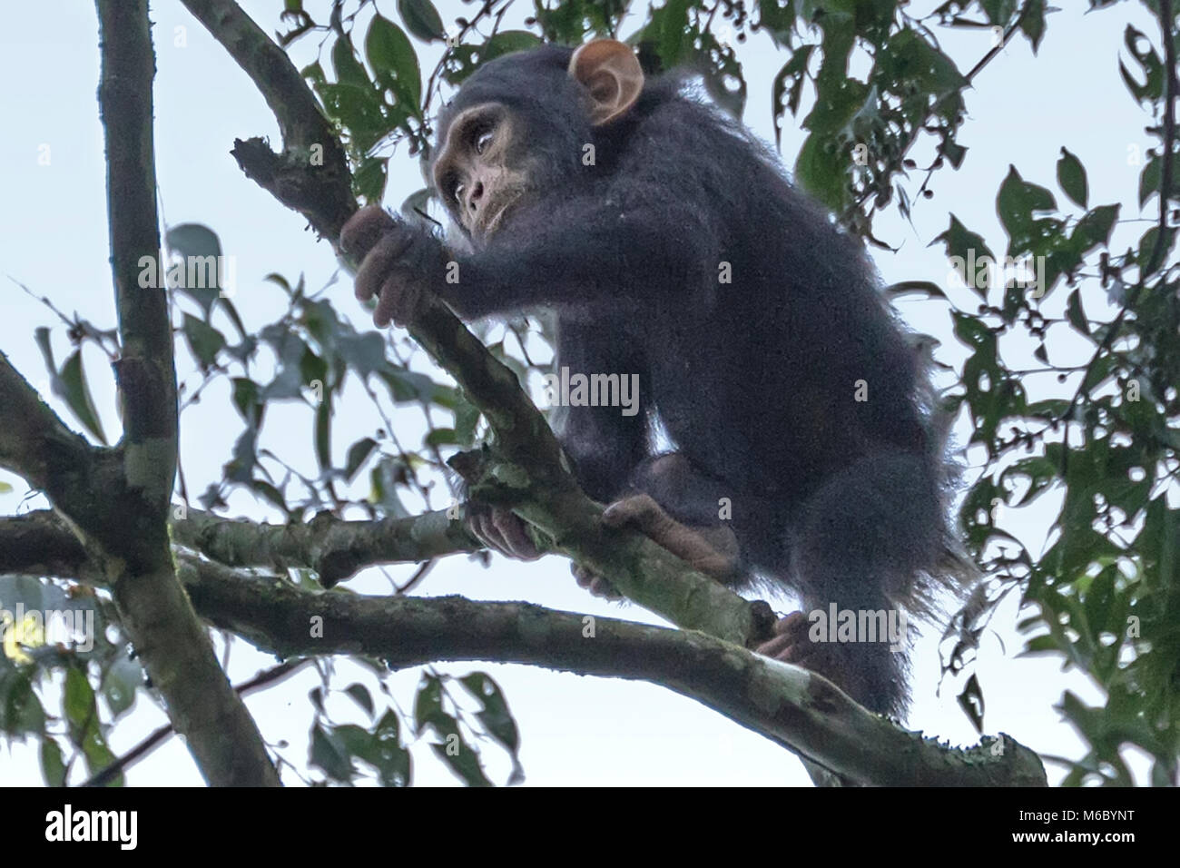 Infant Chimpanzee climbing Kimbale Forest National Park Uganda Africa ...