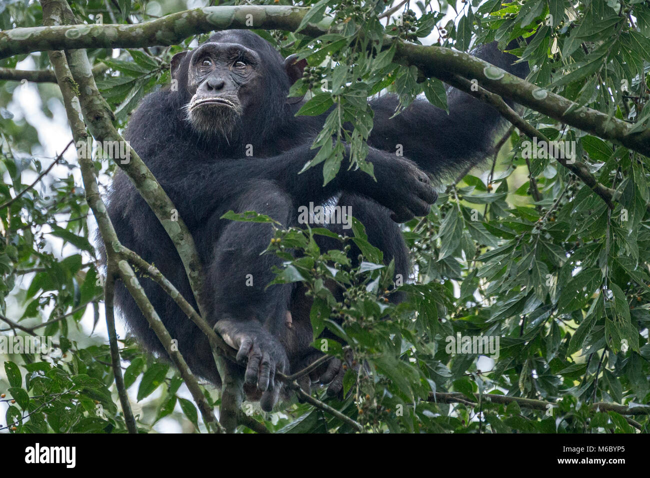 Alpha male Chimpanzee Kimbale Forest National Park Uganda Africa Stock ...