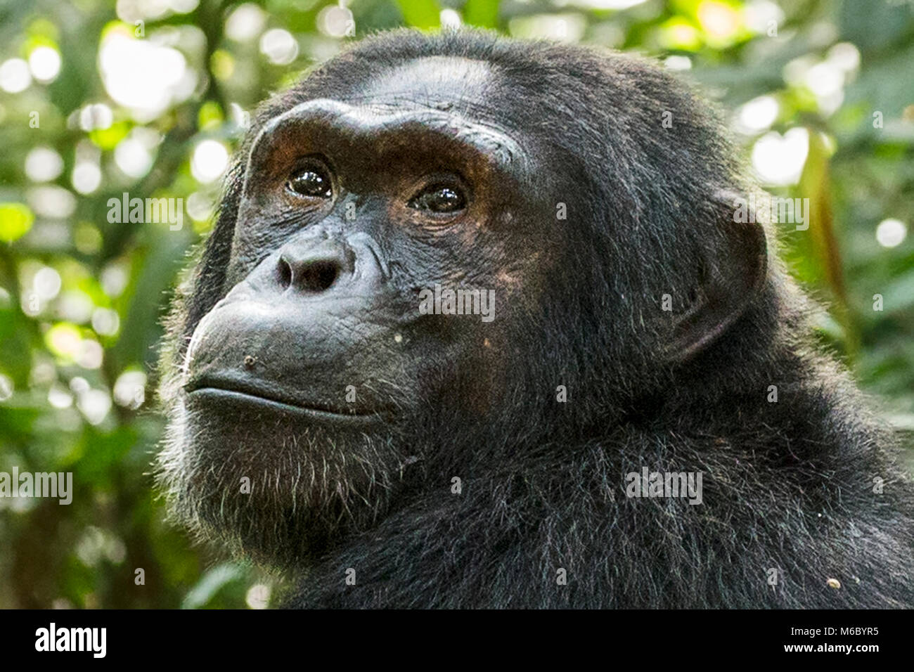 Alpha male Chimpanzee, Kimbale Forest National Park, Uganda, Africa ...