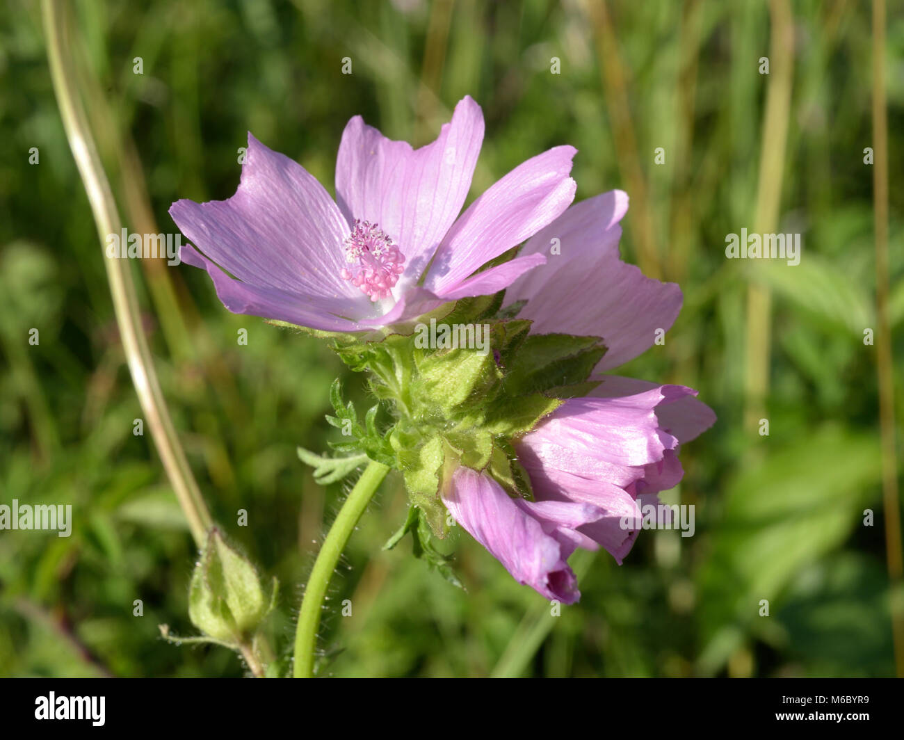 Musk mallow hi-res stock photography and images - Alamy