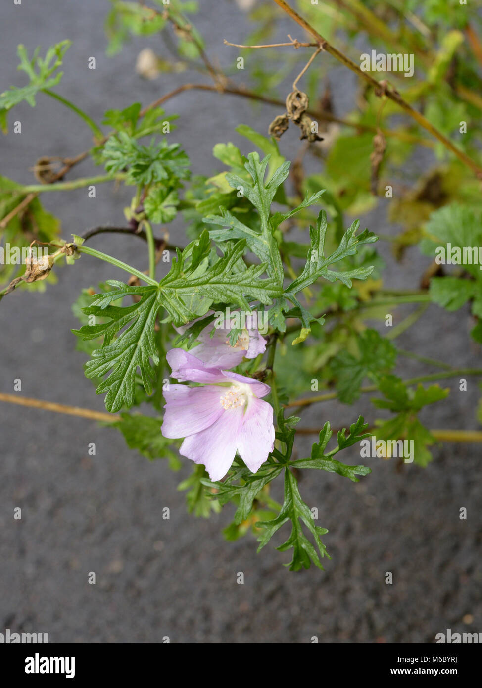 Musk-mallow, Malva moschata flowering in January Stock Photo - Alamy