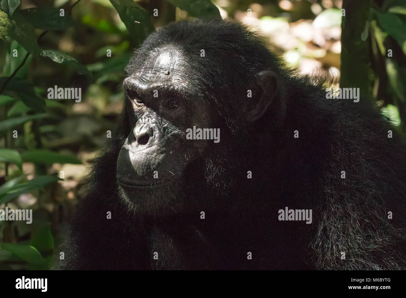 Alpha male Chimpanzee Kimbale Forest National Park Uganda Africa Stock ...