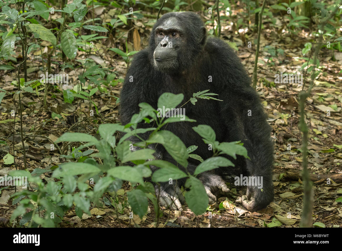 Alpha male Chimpanzee Kimbale Forest National Park Uganda Africa Stock ...