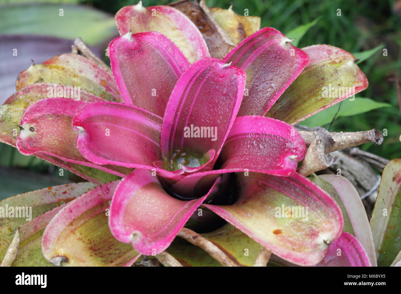 Pink bromeliad hi-res stock photography and images - Alamy