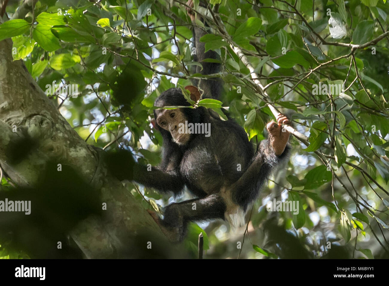Infant Chimpanzee climbing Kimbale Forest National Park Uganda Africa ...